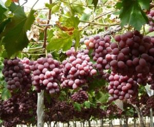 Red Globe – Vitis vinifera – Lurberry