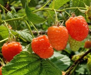 Frambuesa amarilla Valentina® (Orange) – Rubus idaeus – Lurberry