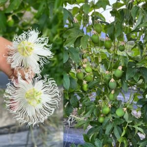 Passiflora Snowstar® – Passiflora x incarnata – Lurberry